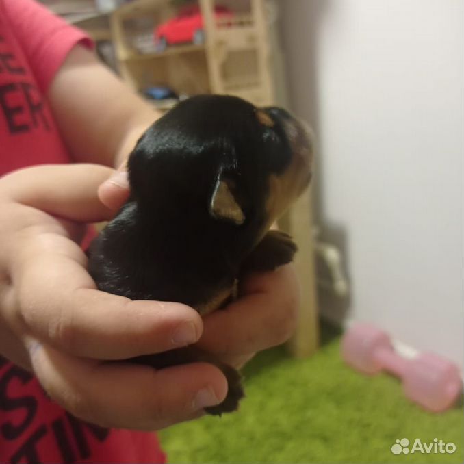 Милые йорики