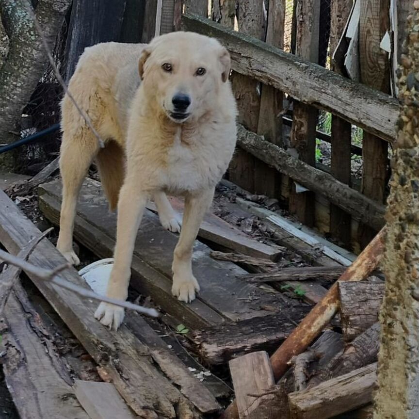 Взрослая собака в добрые руки