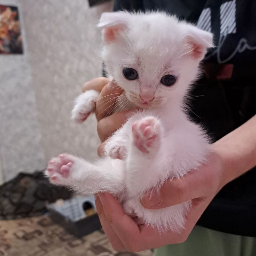 Шотландский вислоухий короткошёрстный котёнок