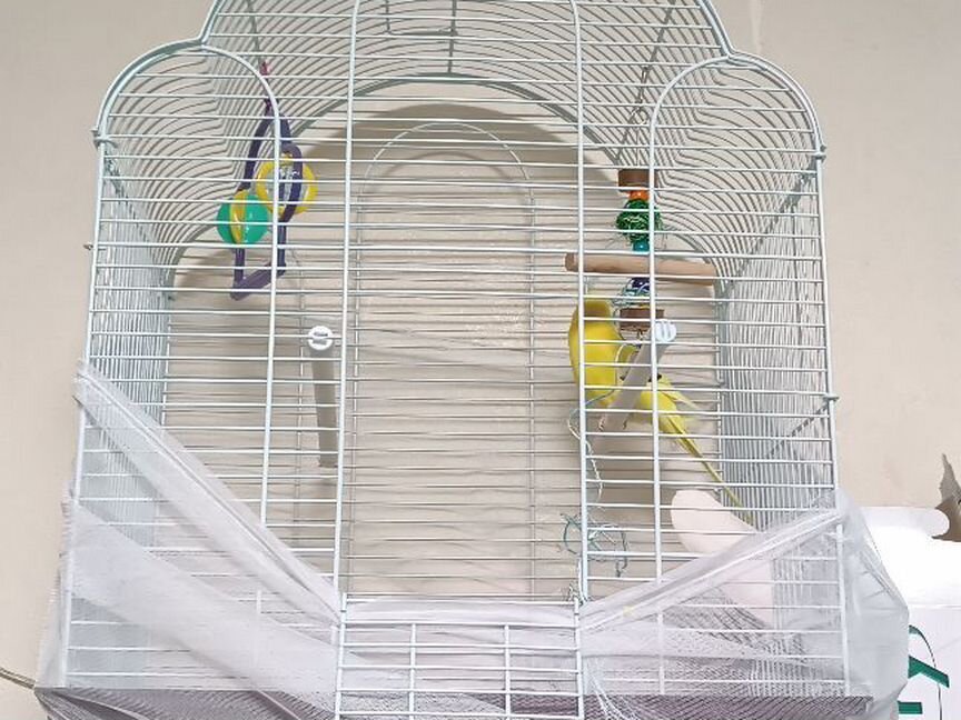 Попугай с большой клеткой