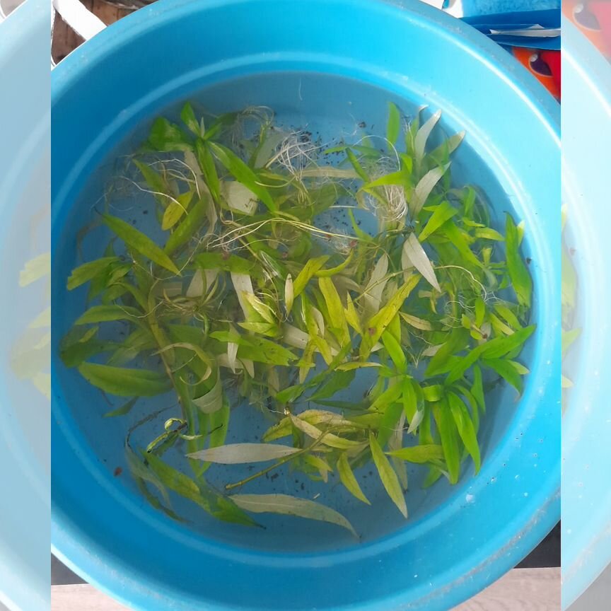 Водоросли для аквариума