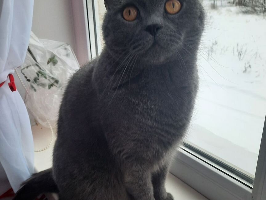 Отдам кота в добрые руки