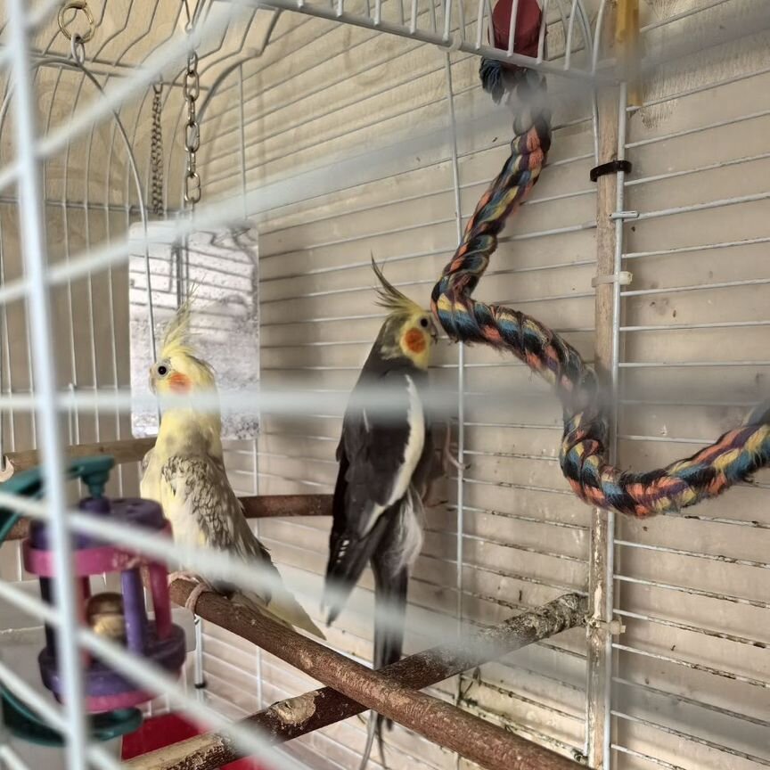 Попугай корелла с клеткой