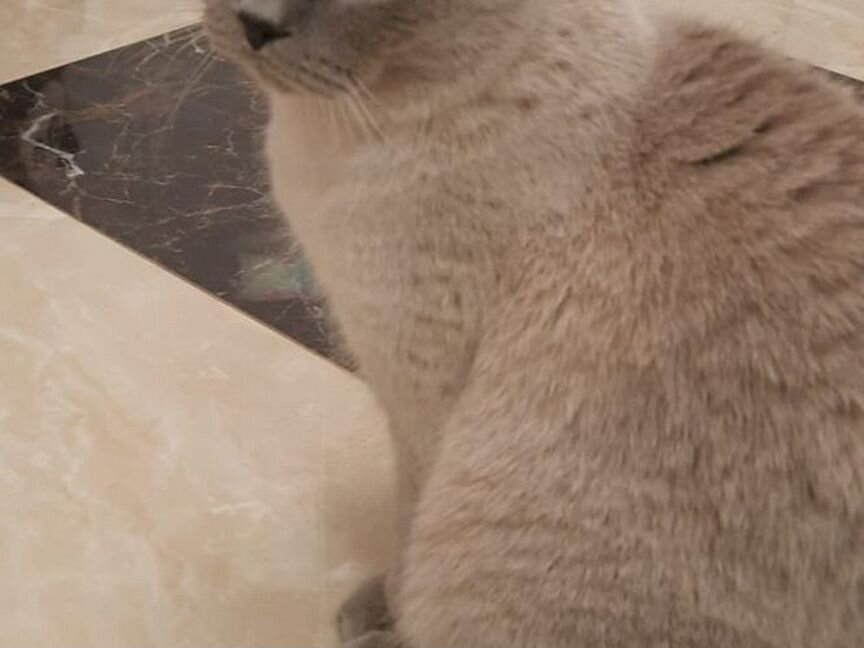 Шотландского котика в добрые руки бесплатно