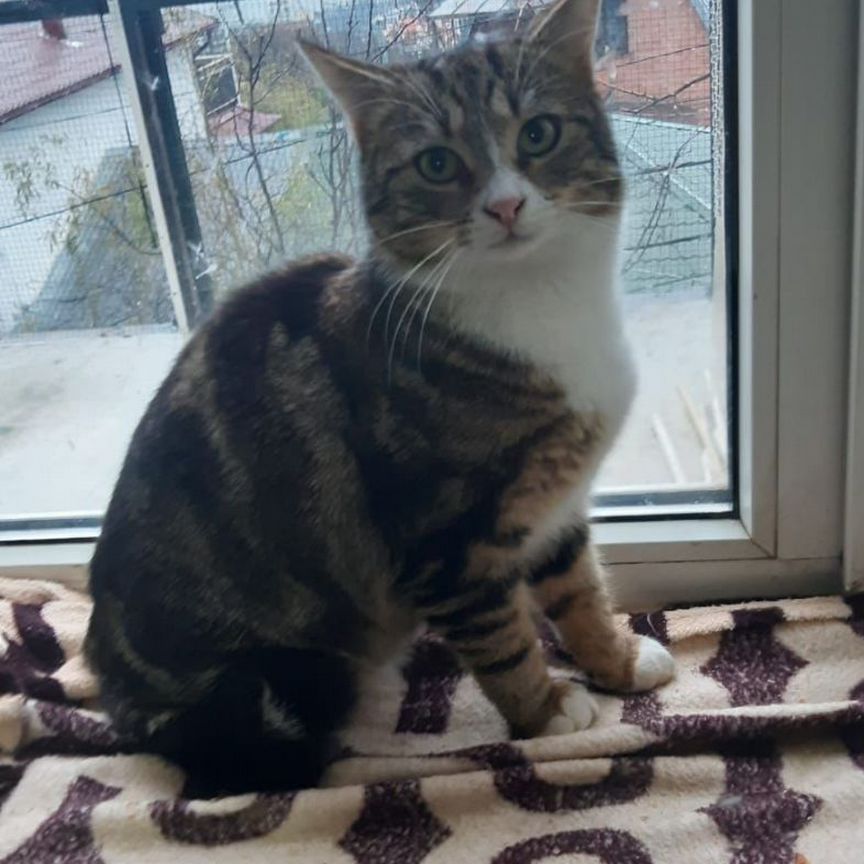 Котенок