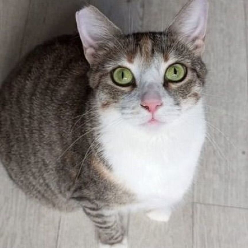 Help Трехцветная кошка в добрые руки (3 года)