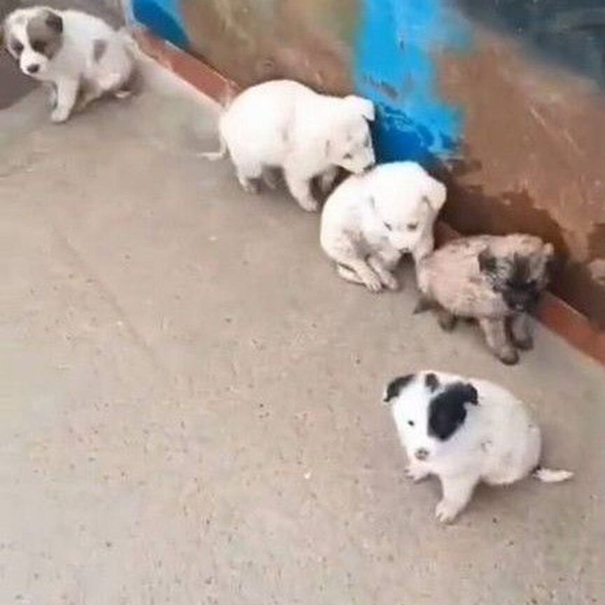 Щенки с Черного моря