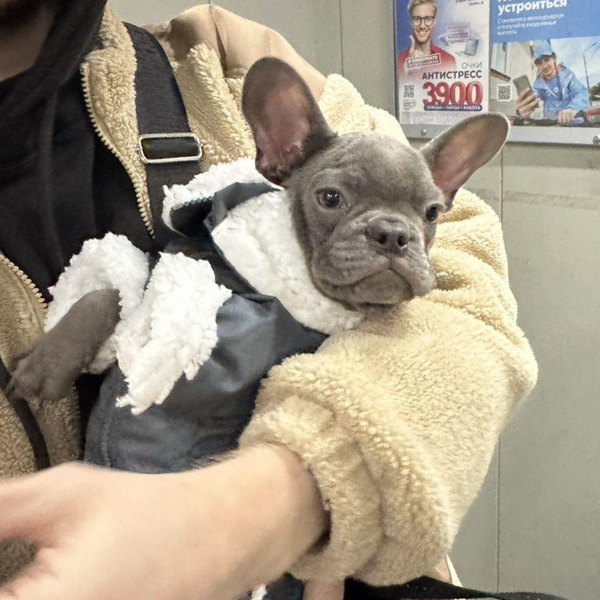 Зимний комбинезон для маленькой собаки