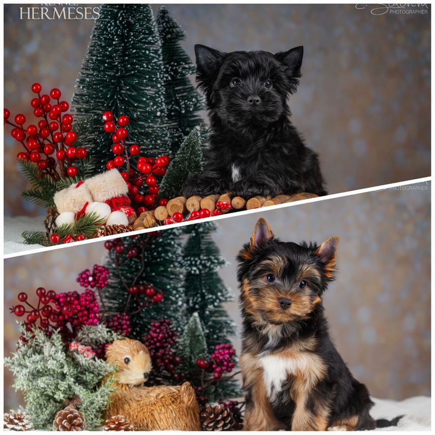 Йоркширский терьер, щенок