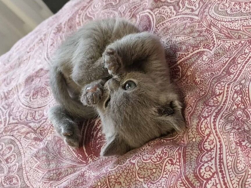 Британский мальчик