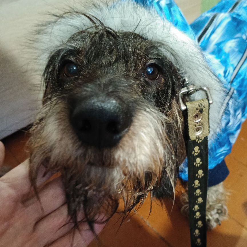 Такса, взрослый пёс