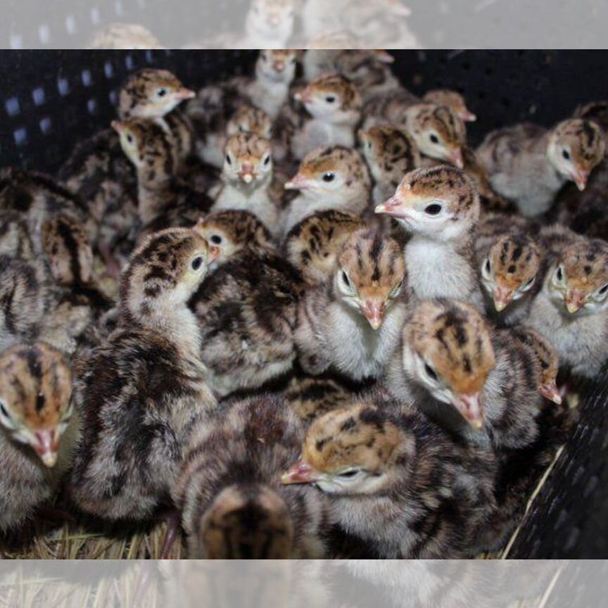 Индюшата суточные. яйцо инкубационное