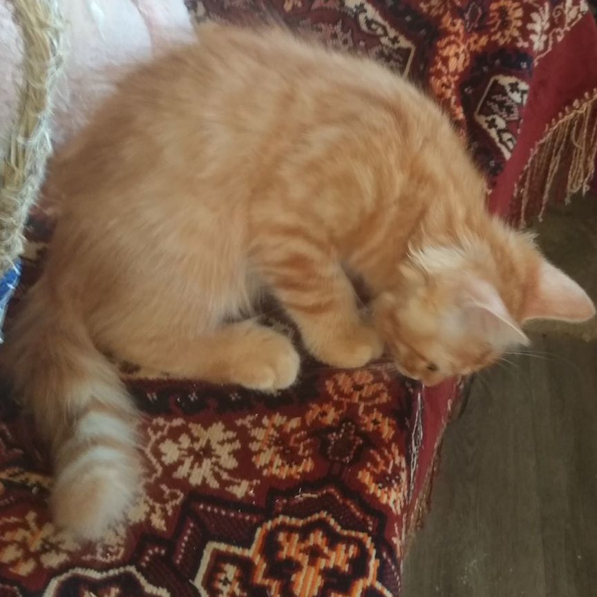 Сибирский котенок