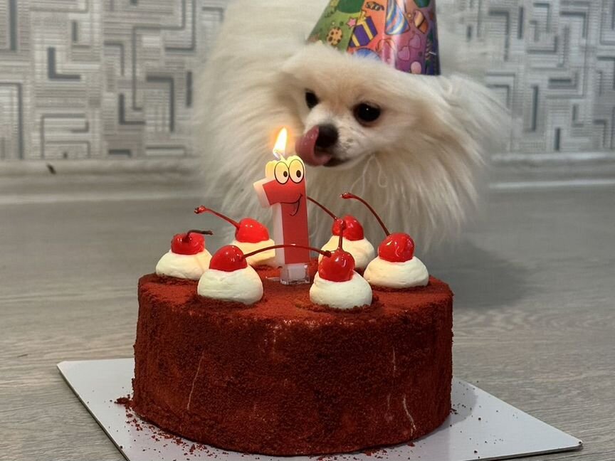 Померанский шпиц мини белый вязка мальчик