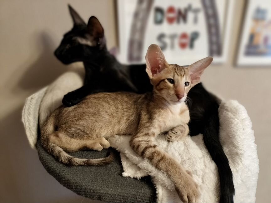 Ориентальные котята