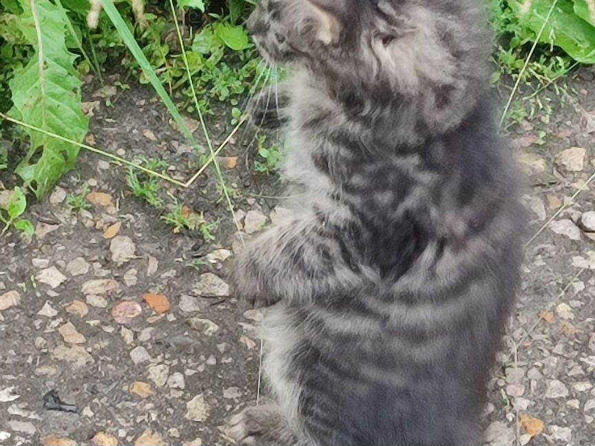 Котята в добрые руки бесплатно мальчики