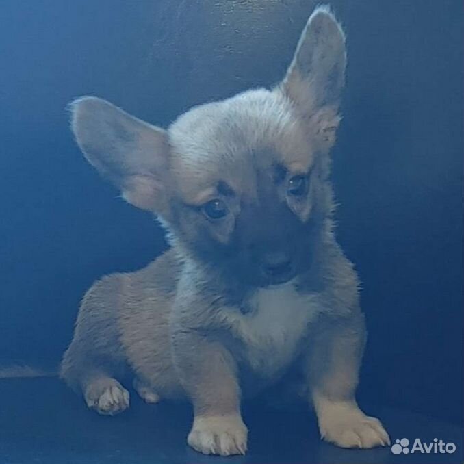 Вельш корги щенок мальчик в хорошие руки