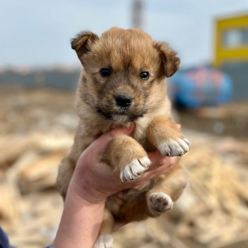 Славный малышик в добрые руки