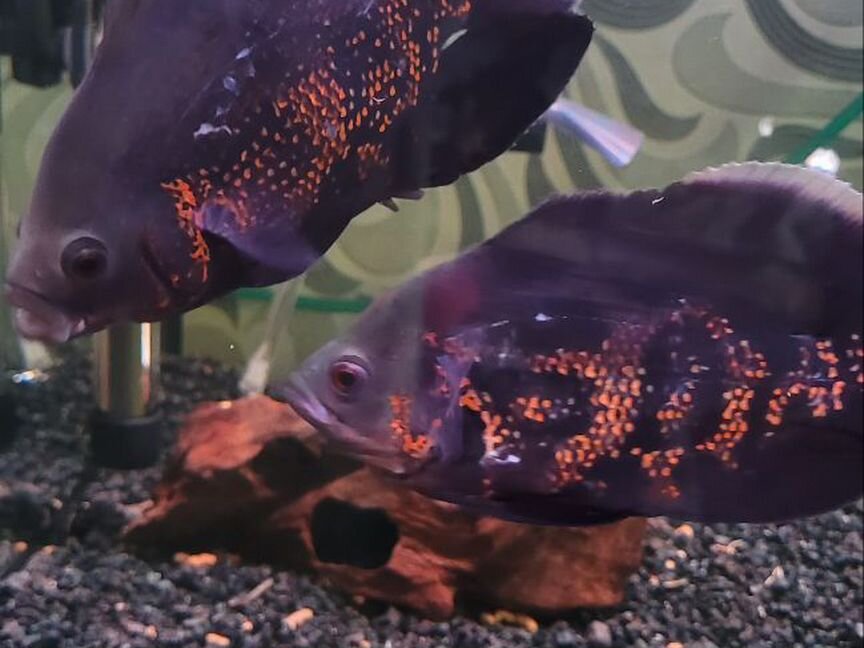 Астронотусы тигровые