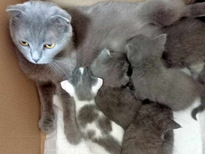 Котята от вислоухой кошечки " мышеловки"