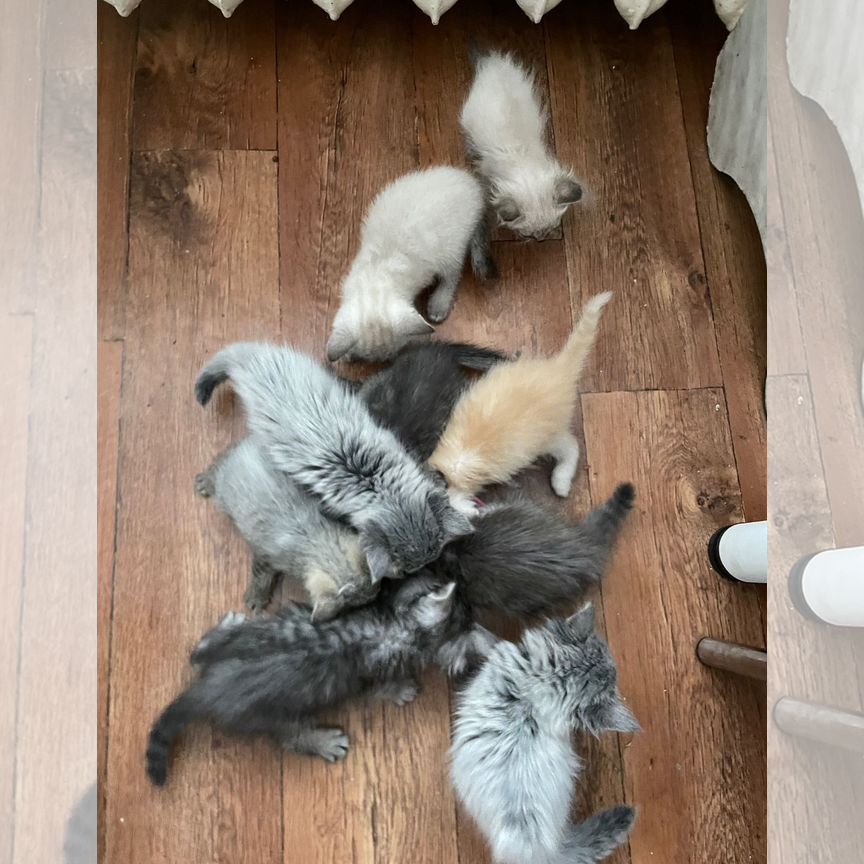 Шотландский прямоухий короткошёрстный котёнок