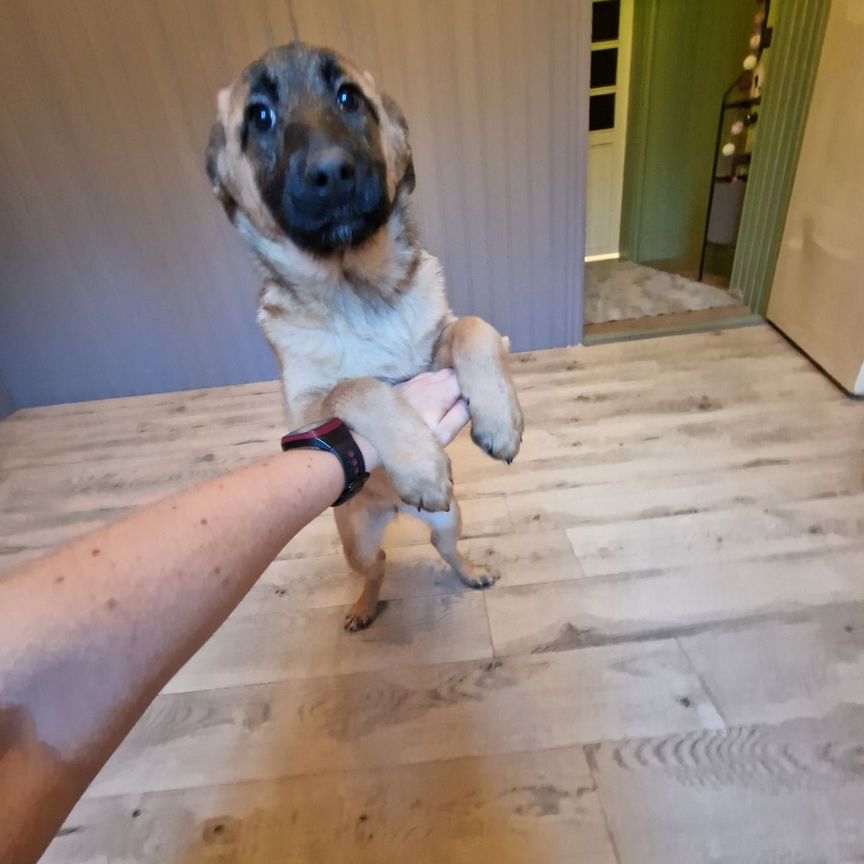 Шестимесячная малышка в добрые руки