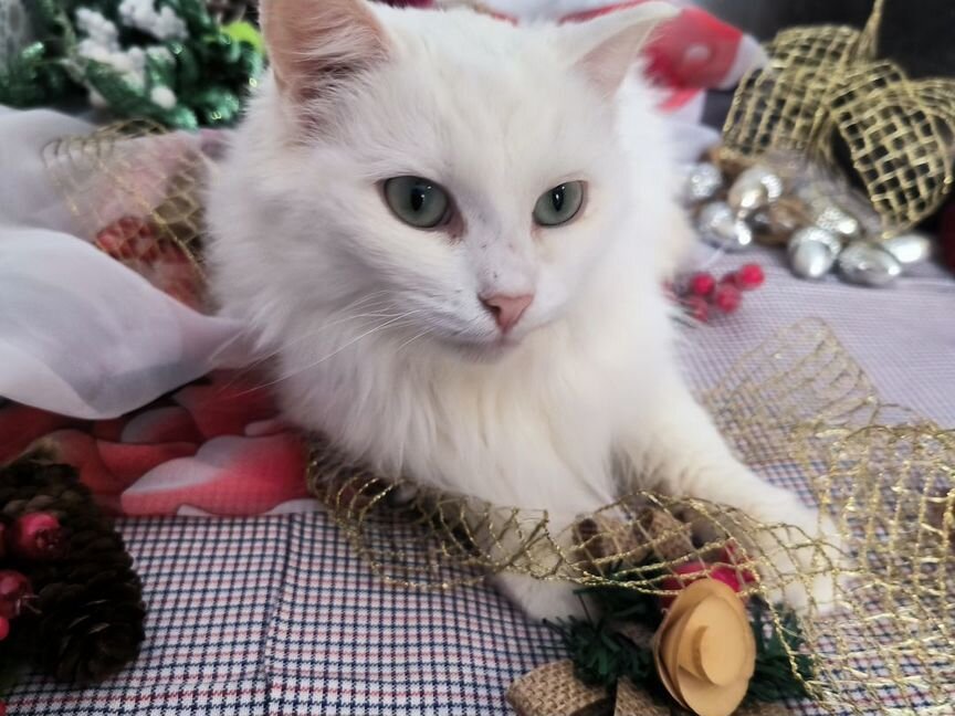 Белая кошечка, около 2х лет