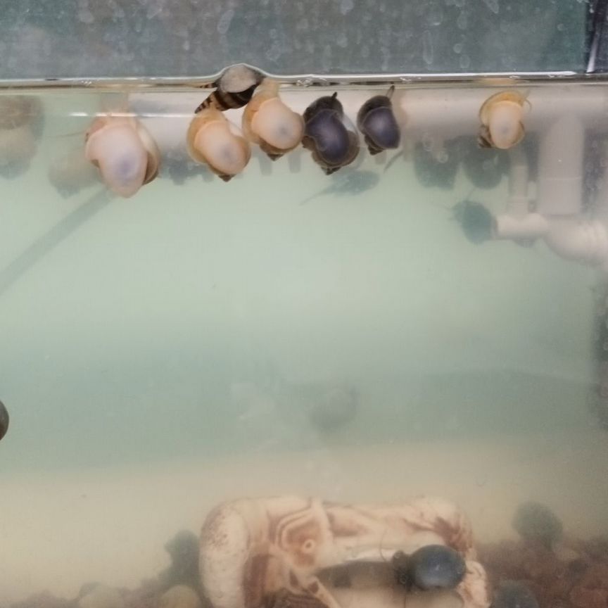 Улитки аквариумные ампулярии