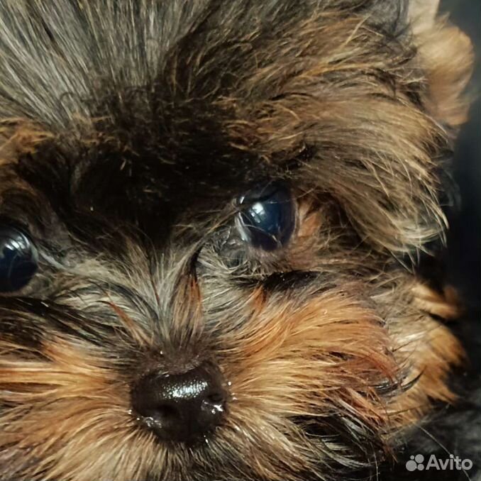 Щенок йоркширского терьера mini
