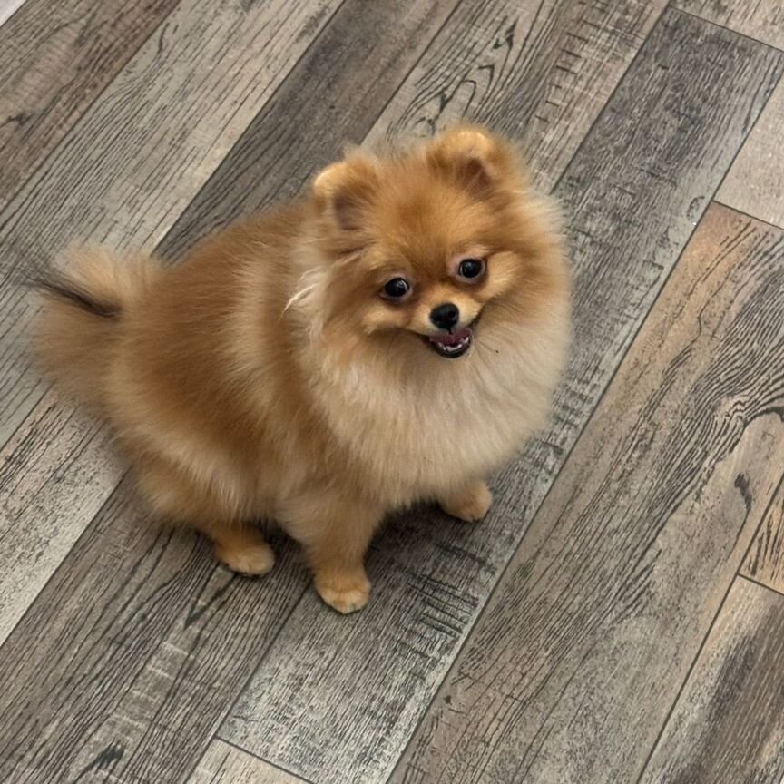 Померанский шпиц