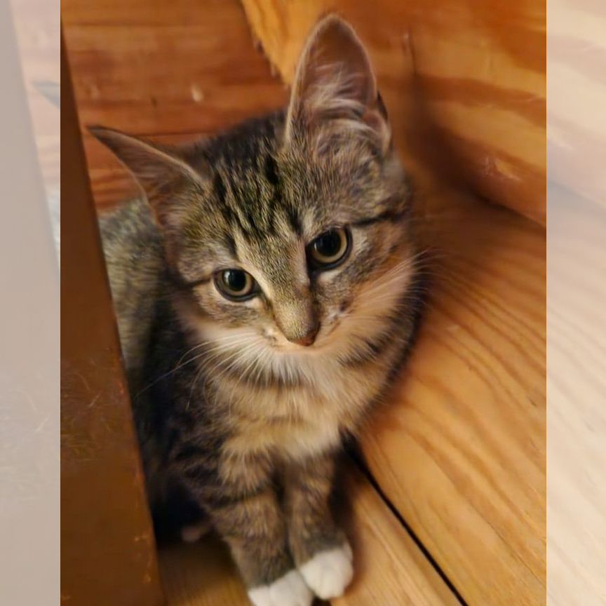 Котёнок девочка 2,5 месяца ищет дом