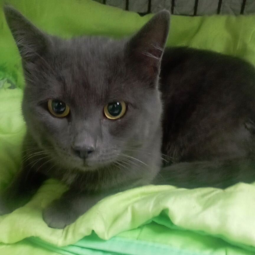 Серго помесь с британцем