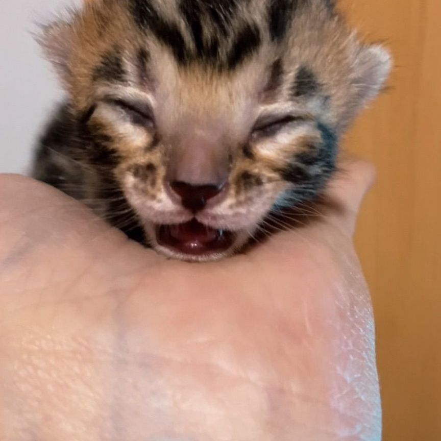 Бенгальская