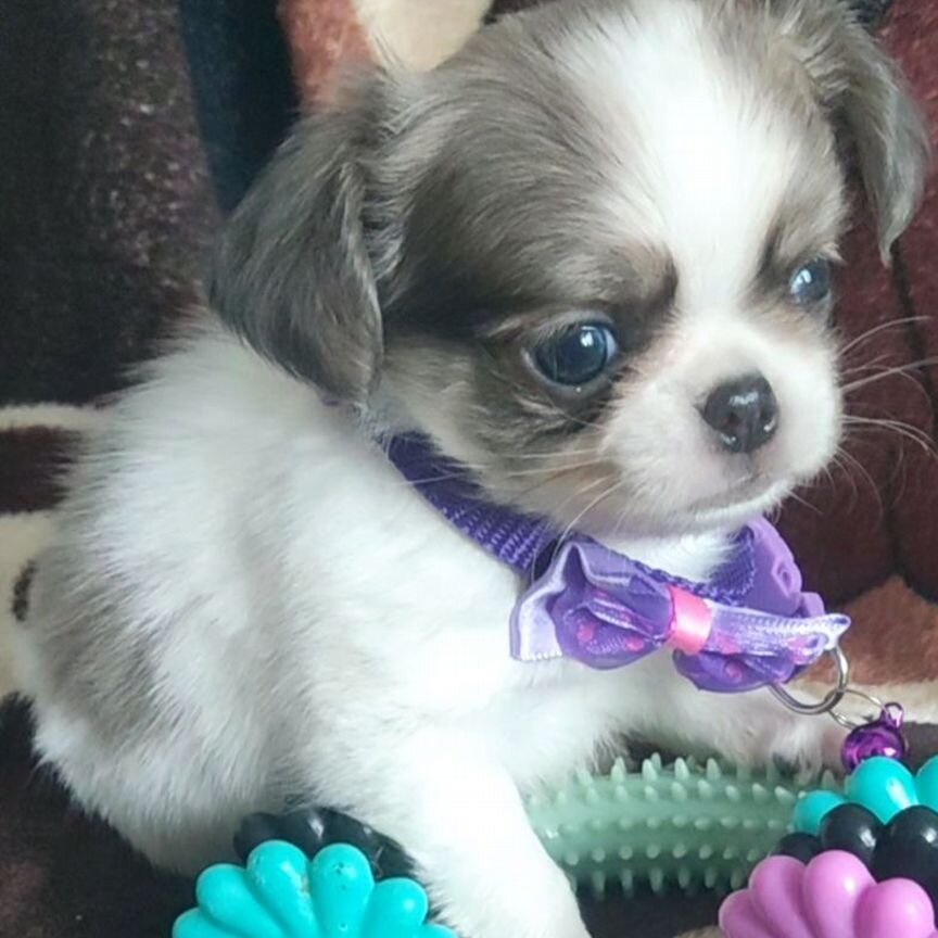 Крутой Скай