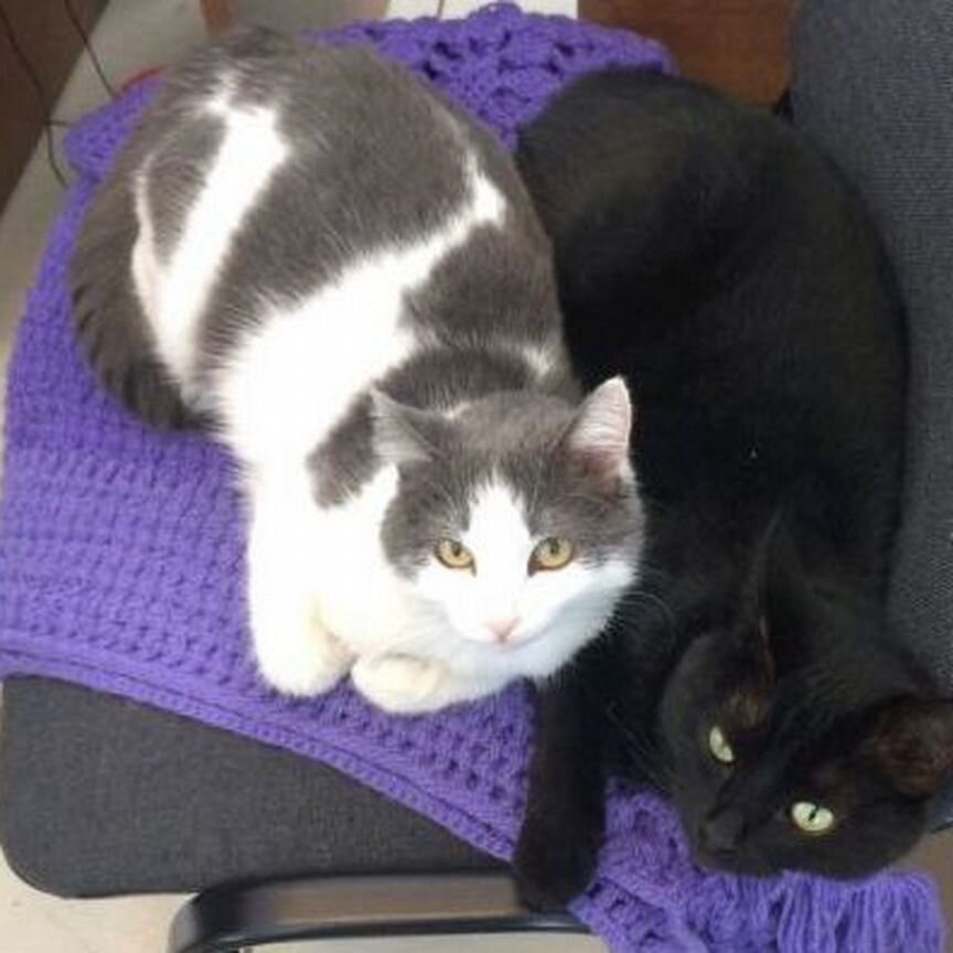 Кошечка Муся