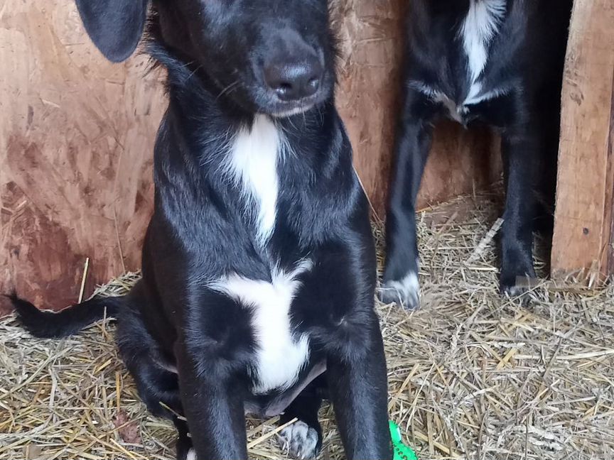 Собака в добрые руки отдам бесплатно