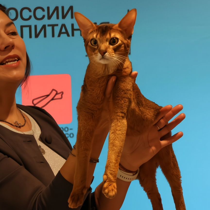 Абиссинский кот, вязка