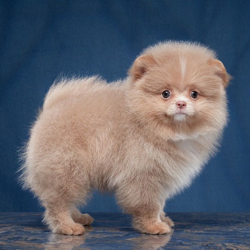 Померанский шпиц мальчик