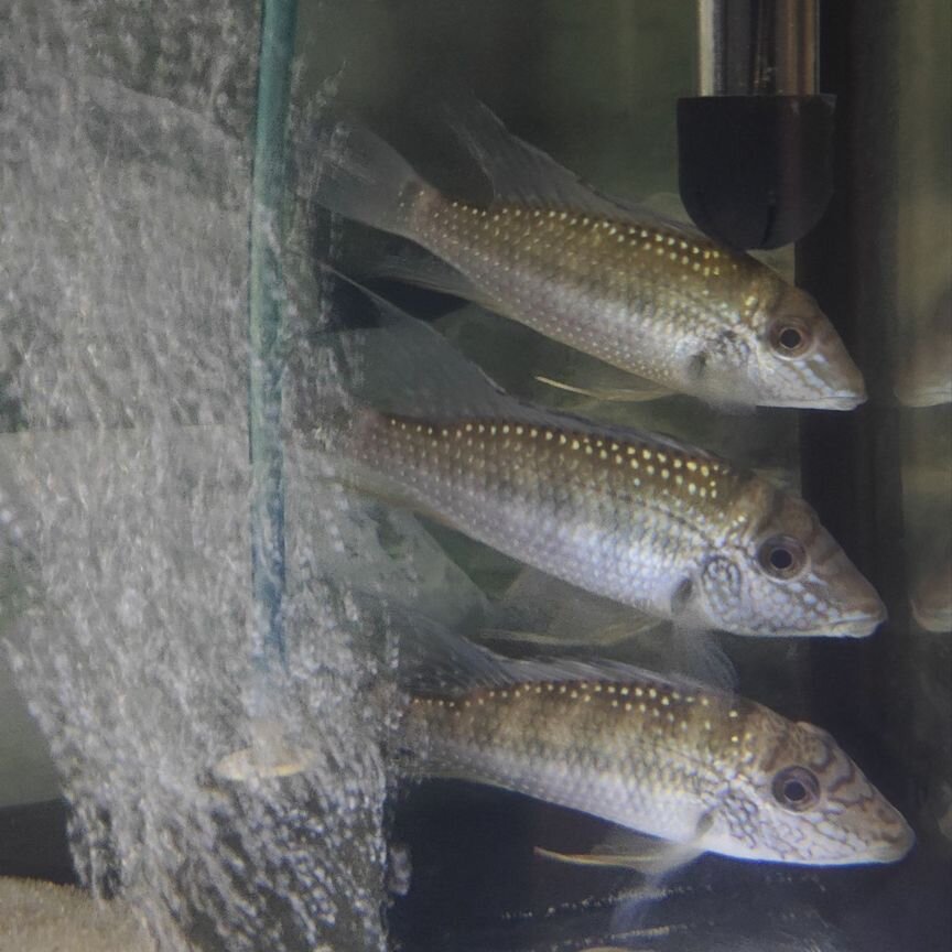 Сатаноперка Леукостика