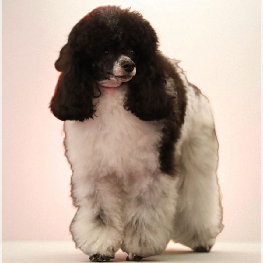 Той-пудель, взрослый пёс