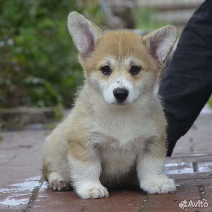 Мальчишки коржики