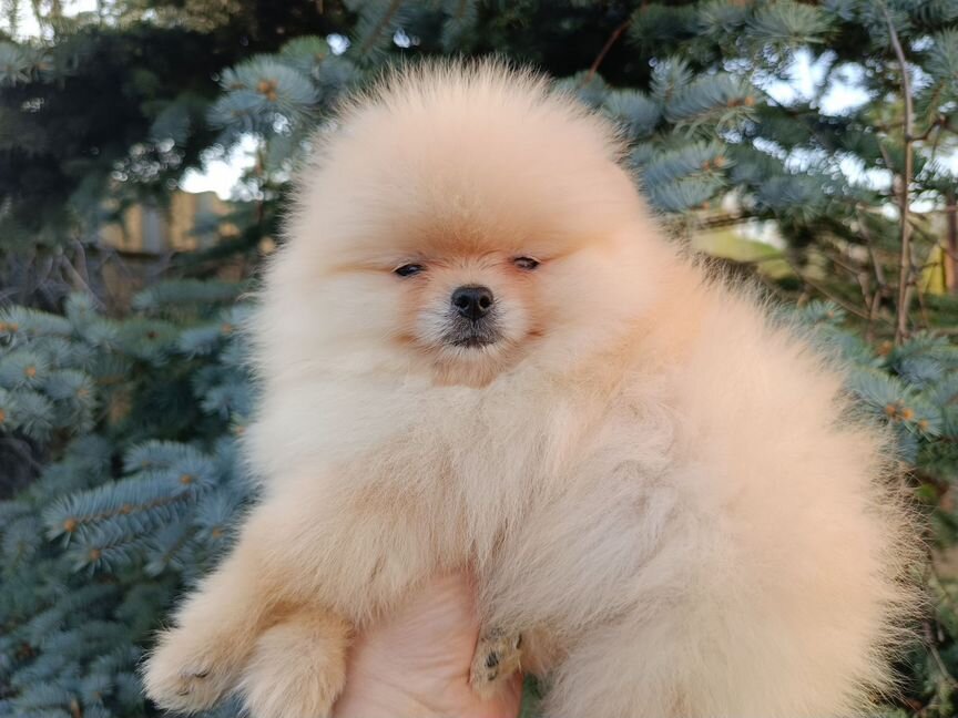 Померанский шпиц Девочки Документы РКФ