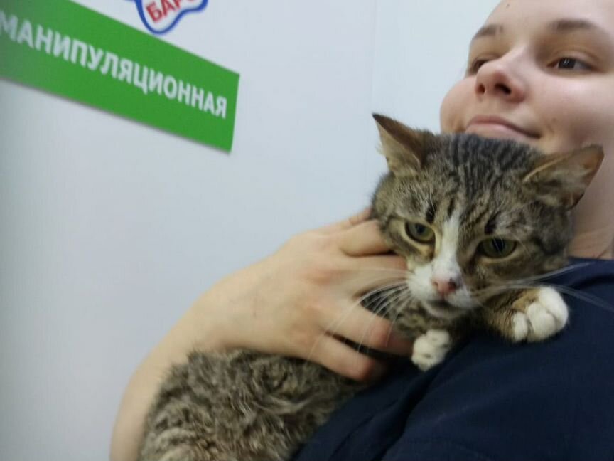 Кот бесплатно