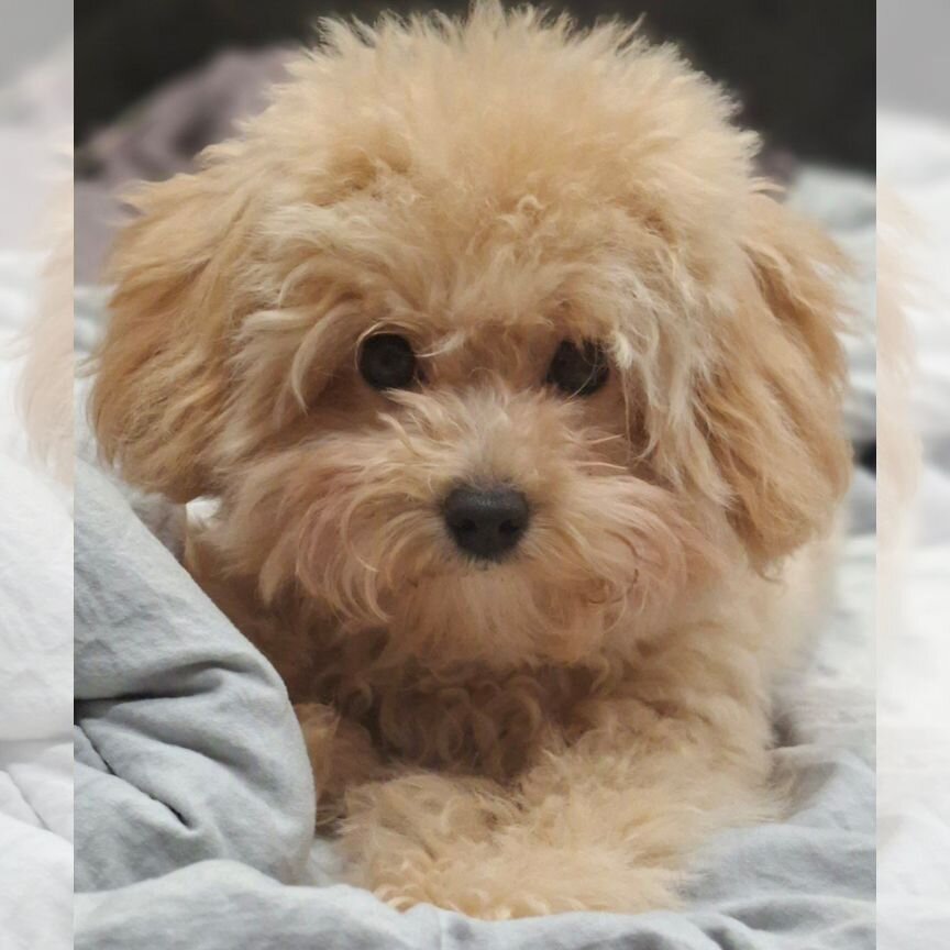 Мальтипу, щенок