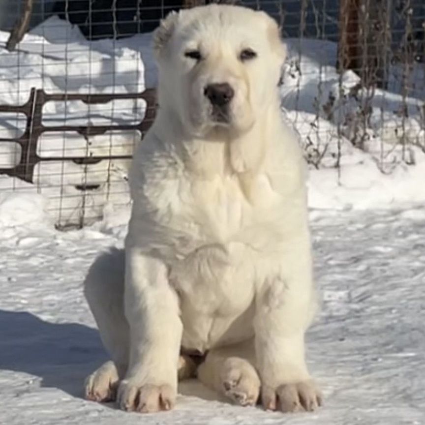 Среднеазиатская овчарка, щенок