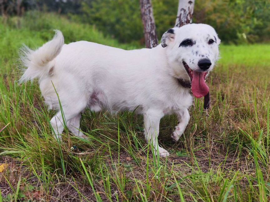 Пират ищет дом