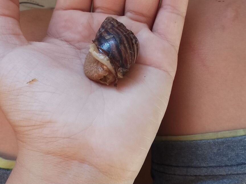 Улитки ахатины Маргината