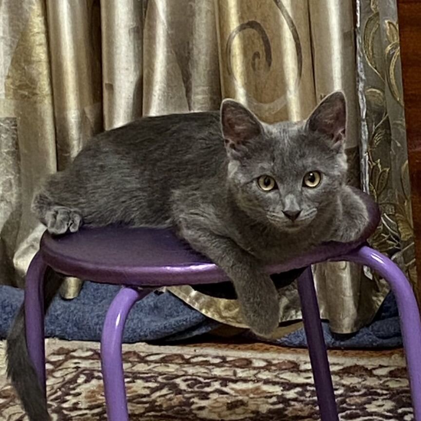 Котенок в добрые руки