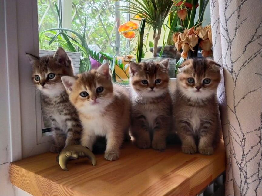 Шотландские котята