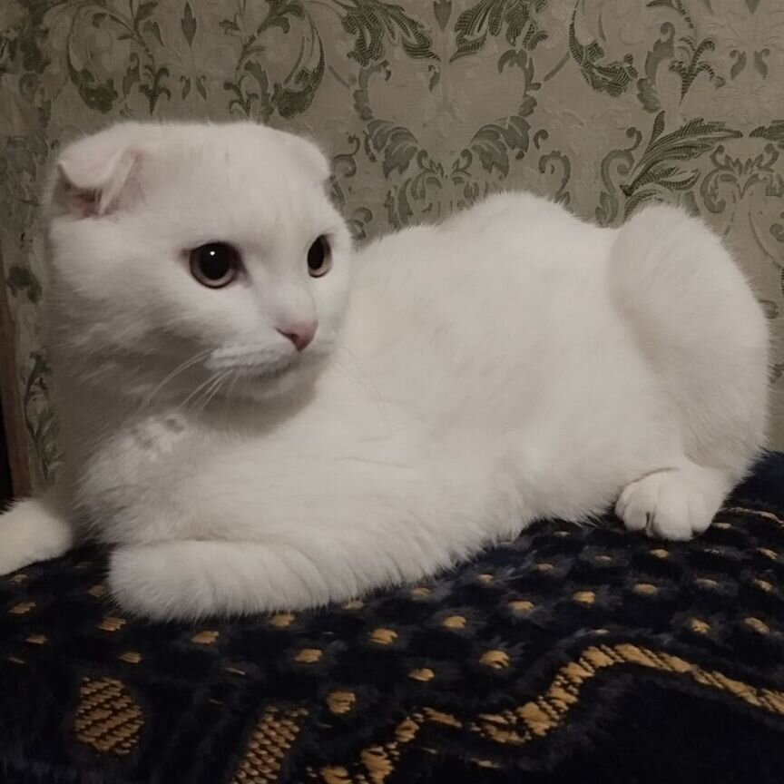 Британский короткошёрстный котёнок